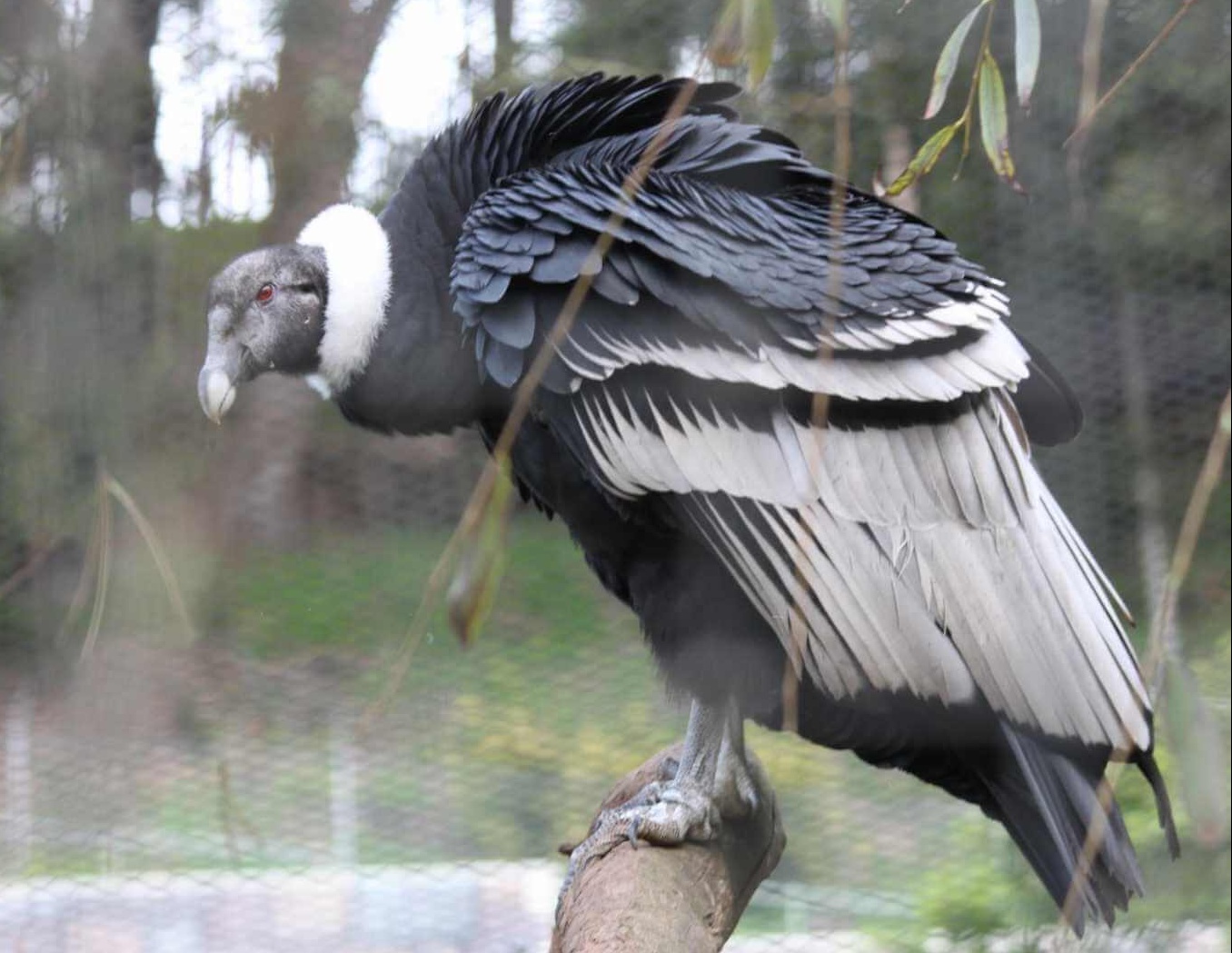 SF Zoo welcomes visiting Andean condor – SFBay