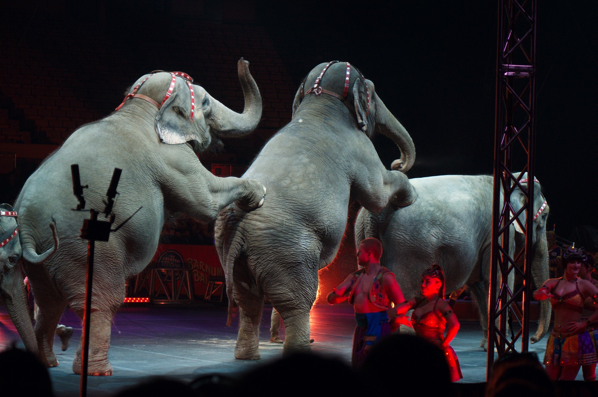 Governor takes on fur industry, circus acts in package of animal ...