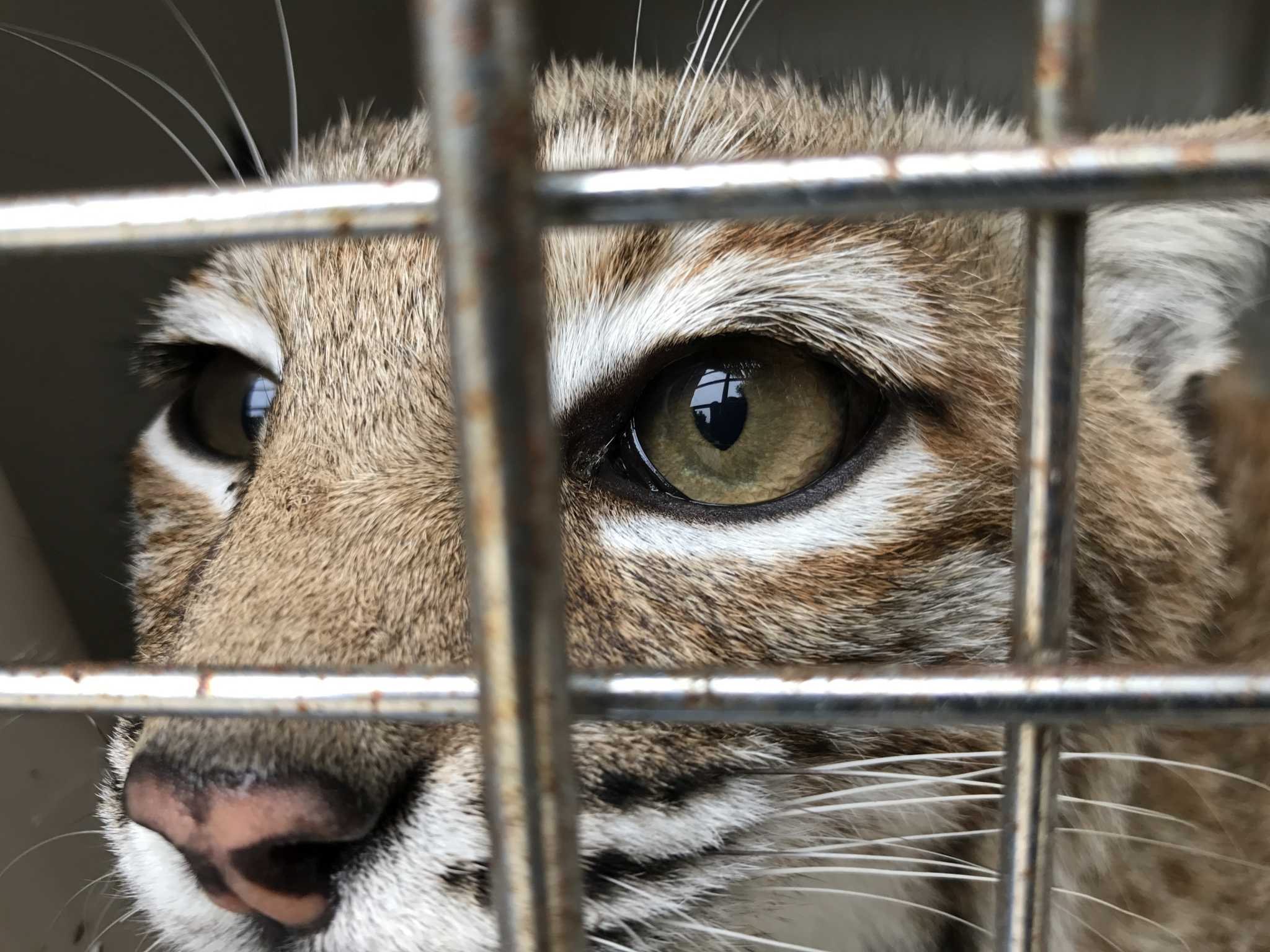 Tame bobcat rescued after showing cuddly tendencies – SFBay
