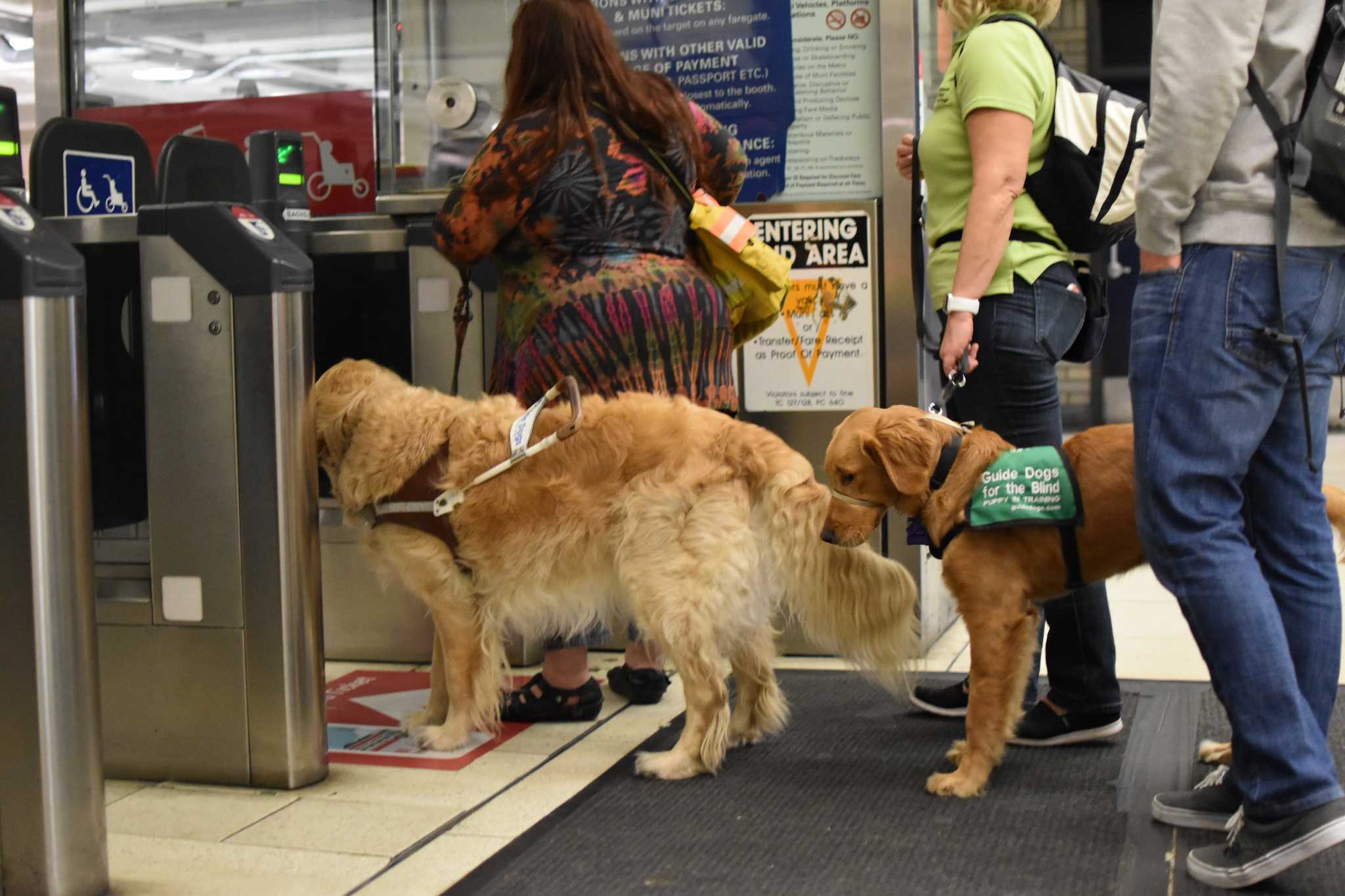 Future guide dogs take first big whiff of Muni – SFBay